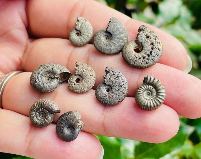 Mini Pyrite Ammonite Crystal Shell Fossil (1) One XXXS Ammonite Crystal ...