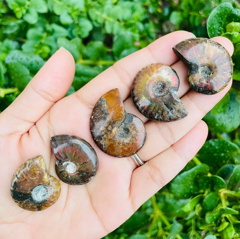 Ammonite Crystal Shell 1 Raw Crystal Fossil ONE Ammonite - Etsy