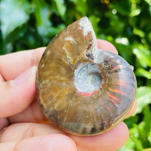 Rainbow Ammonite Crystal Shell 55.2g Raw Crystal Fossil, Opalized ...