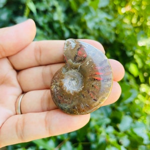 Rainbow Ammonite Crystal Shell (28.2g) Raw Crystal Fossil, Opalized ...