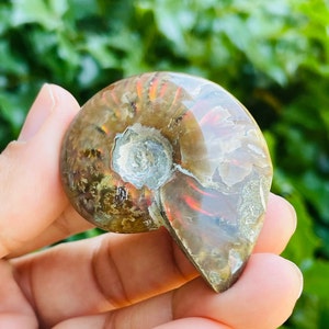 Rainbow Ammonite Crystal Shell (28.2g) Raw Crystal Fossil, Opalized ...