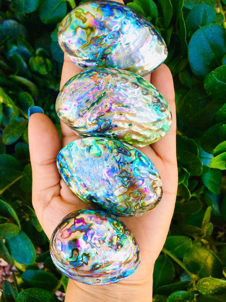 Rainbow Pearl Abalone Shell 1 Aa Ultra Rare Rainbow Fire Etsy