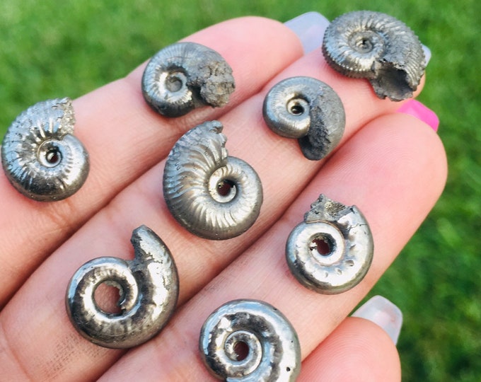 5 Pyrite Ammonite Crystal Shell Fossil Lot 5 XXXS Ammonite Crystal Tiny ...