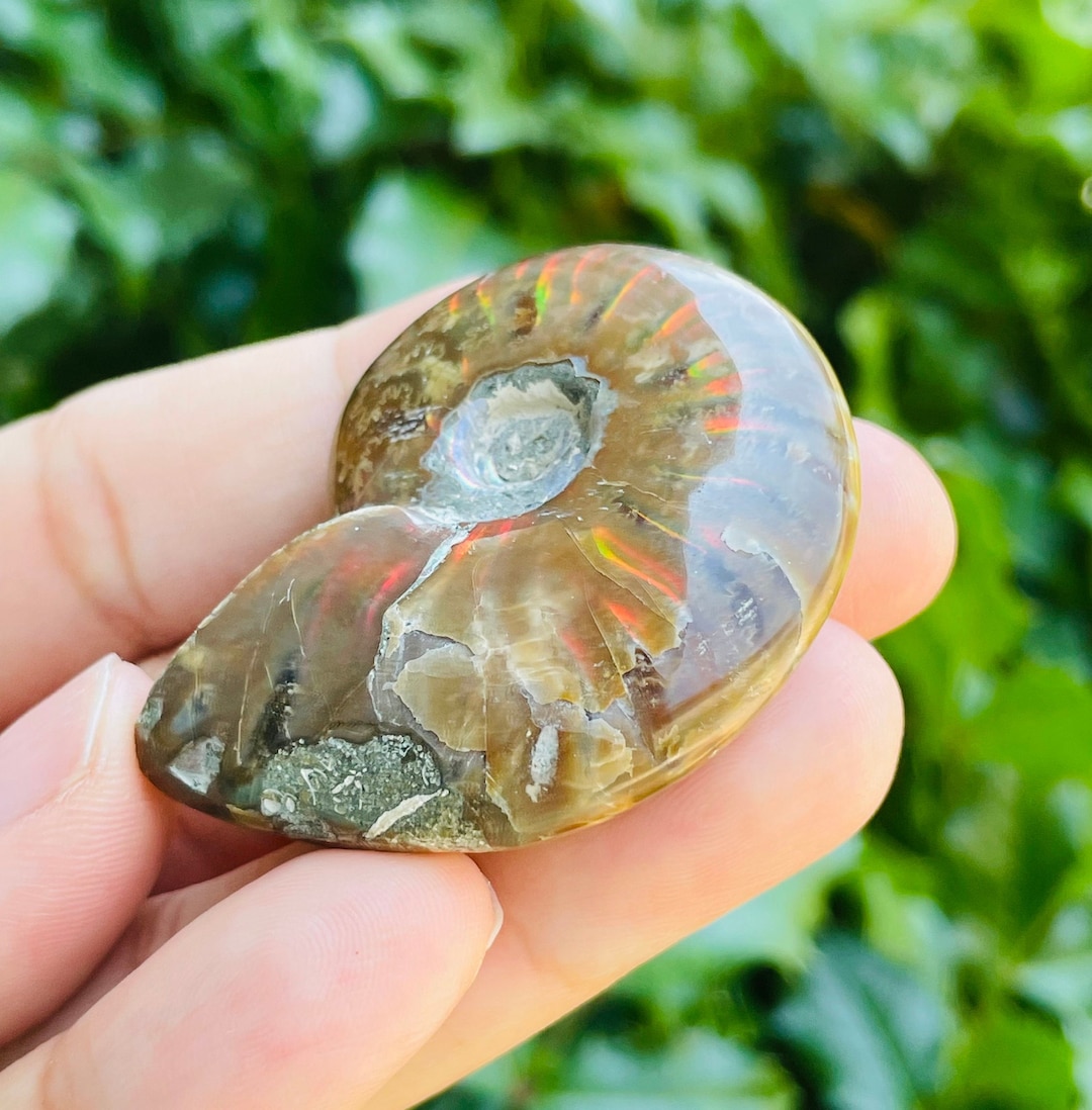 Rainbow Ammonite Crystal Shell (28.2g) Raw Crystal Fossil, Opalized ...