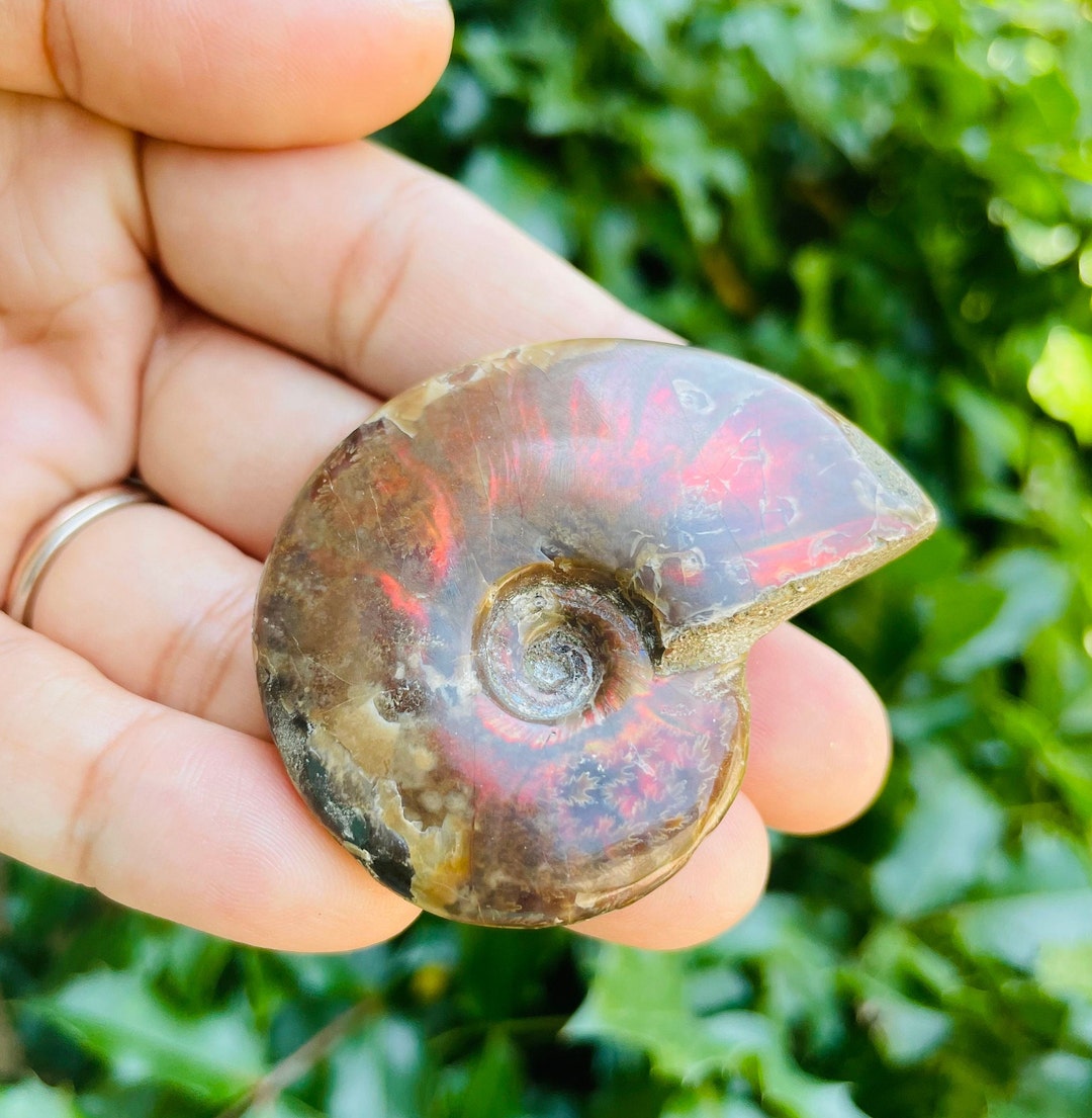 Rainbow Ammonite Crystal Shell (36.8g) Raw Crystal Fossil, Opalized ...