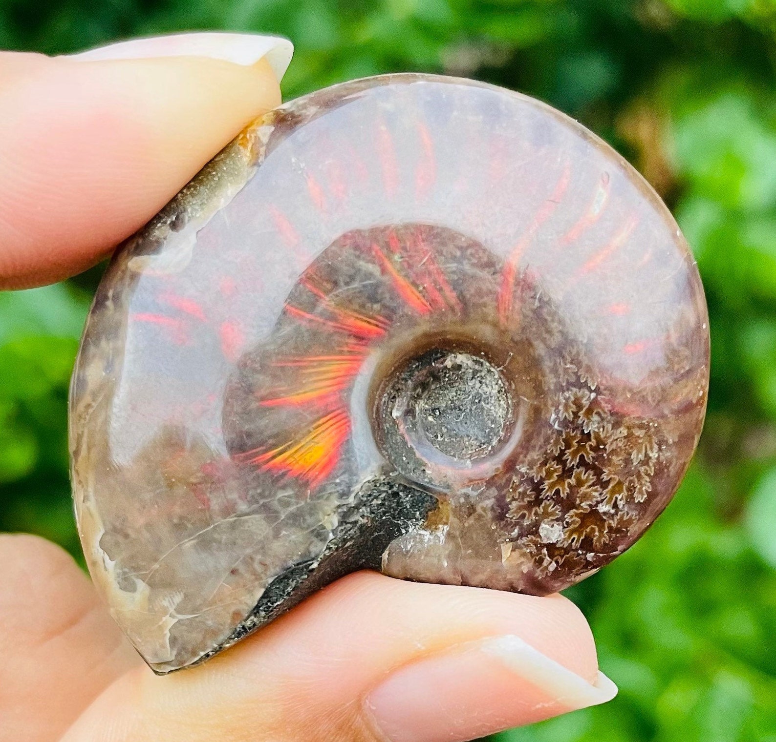 Ammonite Crystal Shell 1 Raw Crystal Fossil ONE Ammonite - Etsy