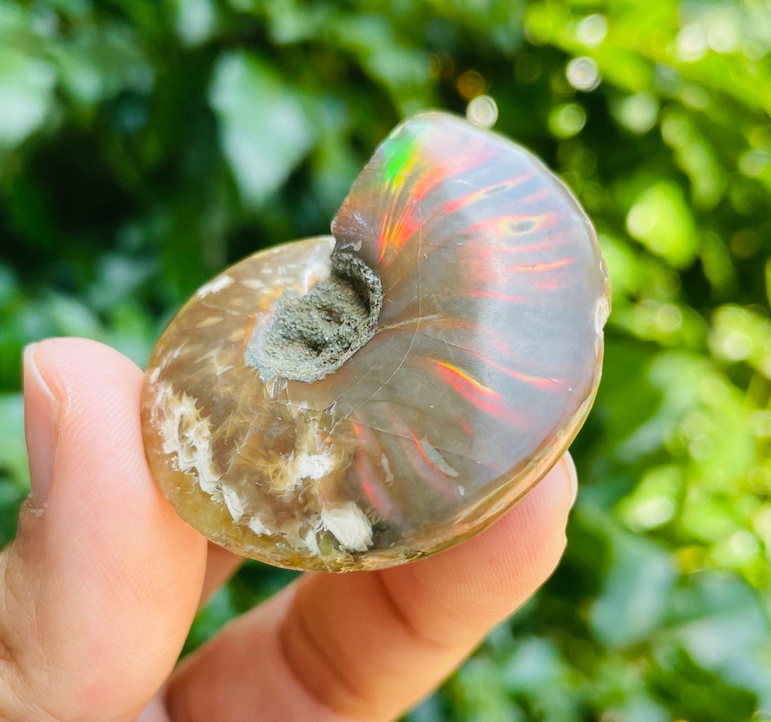 Rainbow Ammonite Crystal Shell (29.1g) Raw Crystal Fossil, Opalized ...