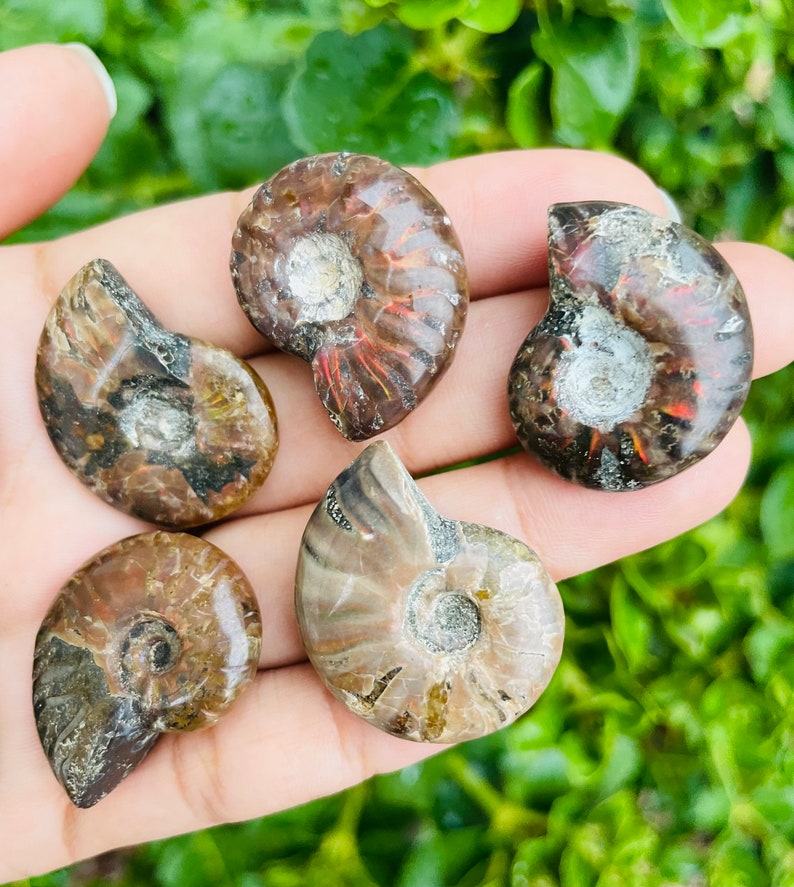 Ammonite Crystal Shell 1 Raw Crystal Fossil ONE Ammonite - Etsy