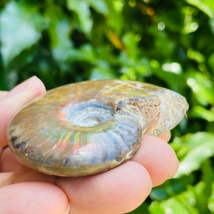 Rainbow Ammonite Crystal Shell 55.2g Raw Crystal Fossil, Opalized ...