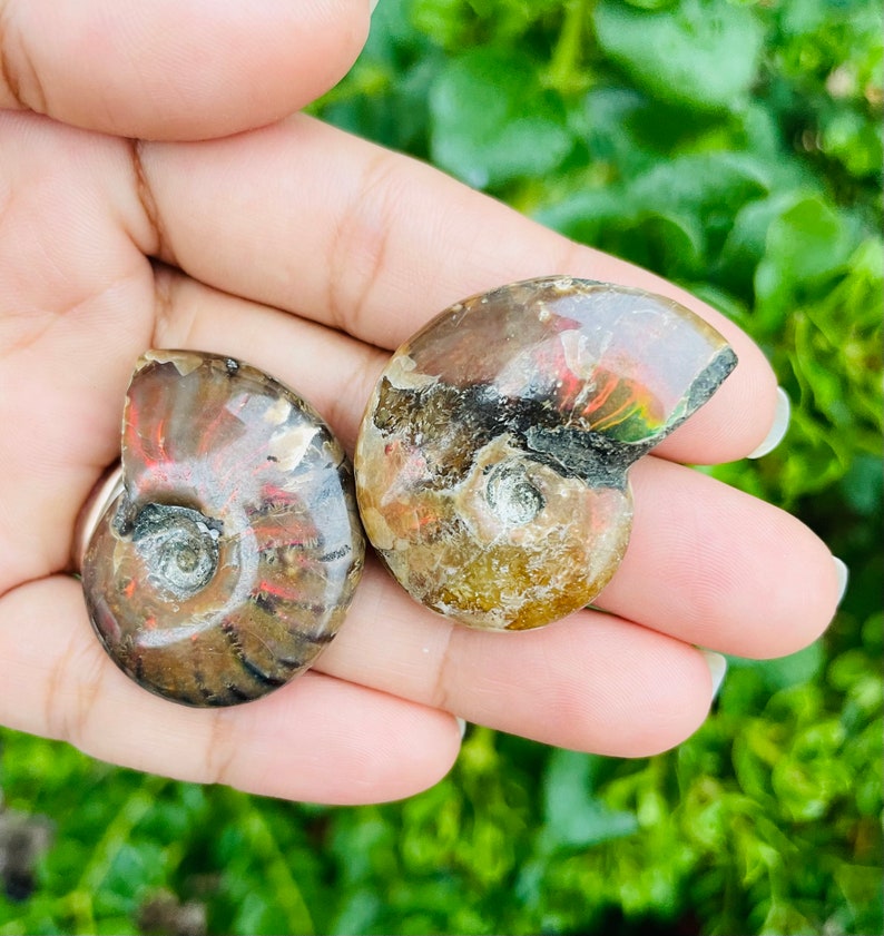 Ammonite Crystal Shell 1 Raw Crystal Fossil ONE Ammonite - Etsy