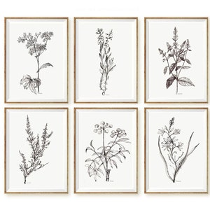 Neutral Vintage Floral Black and White Botanical Sketch Download Set 6 ...