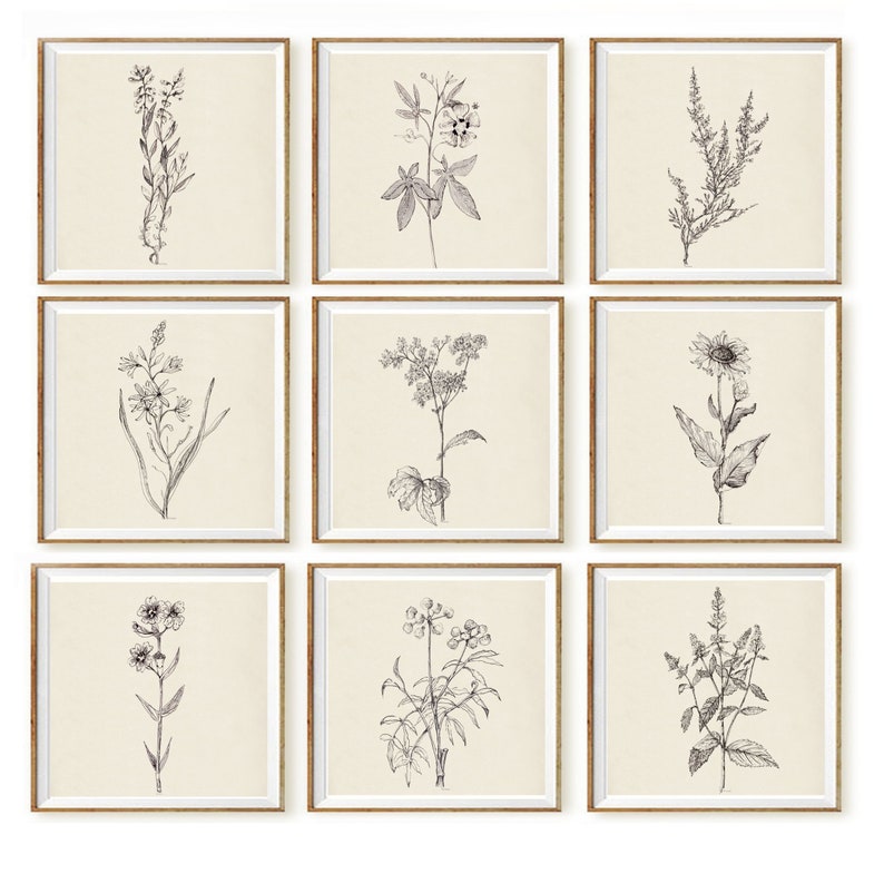 Set of 9 Neutral Botanical Drawing Black White Prints SET - Etsy