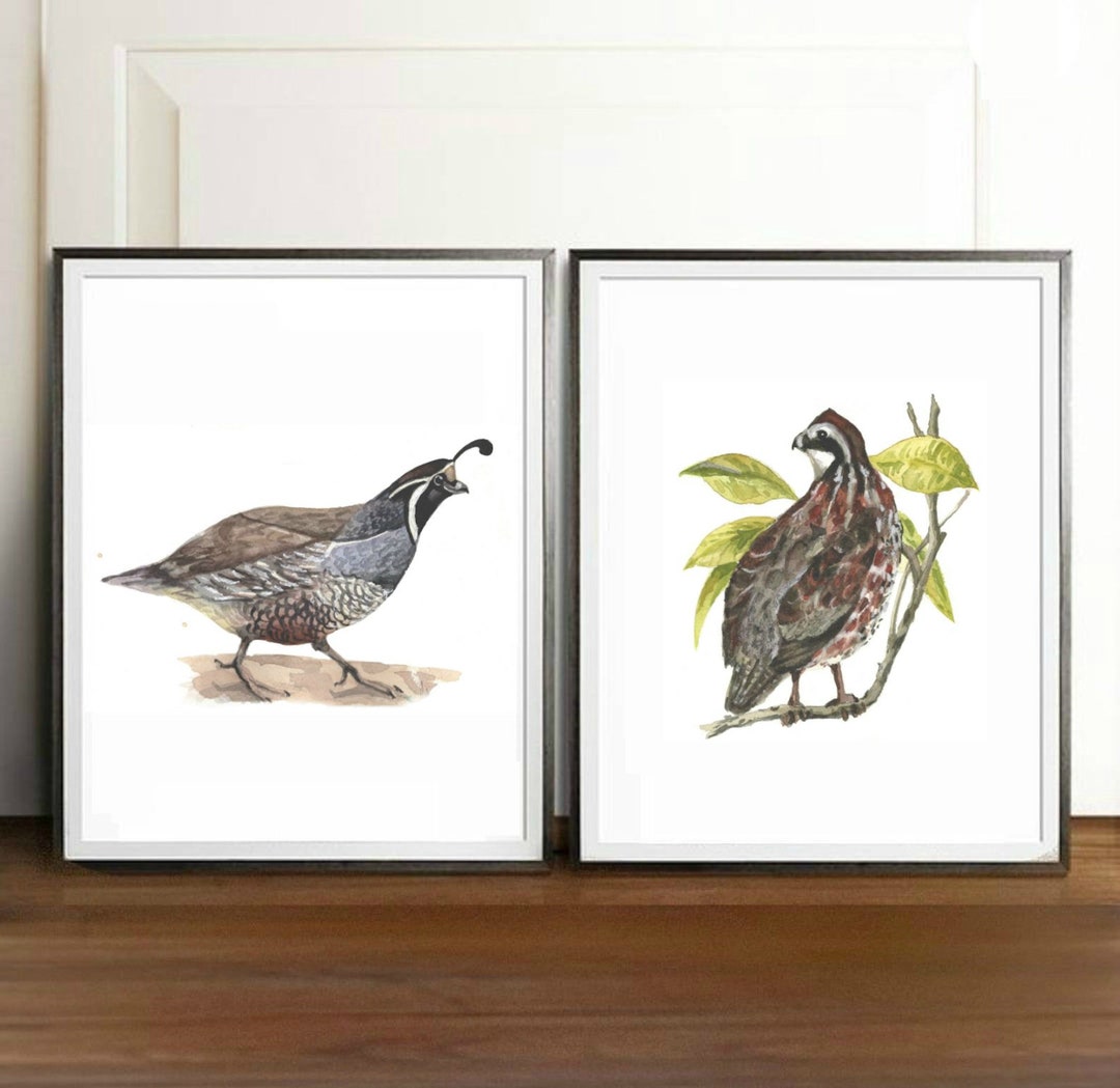 California Quail SET Watercolor Painting, Quail Art Print, California ...