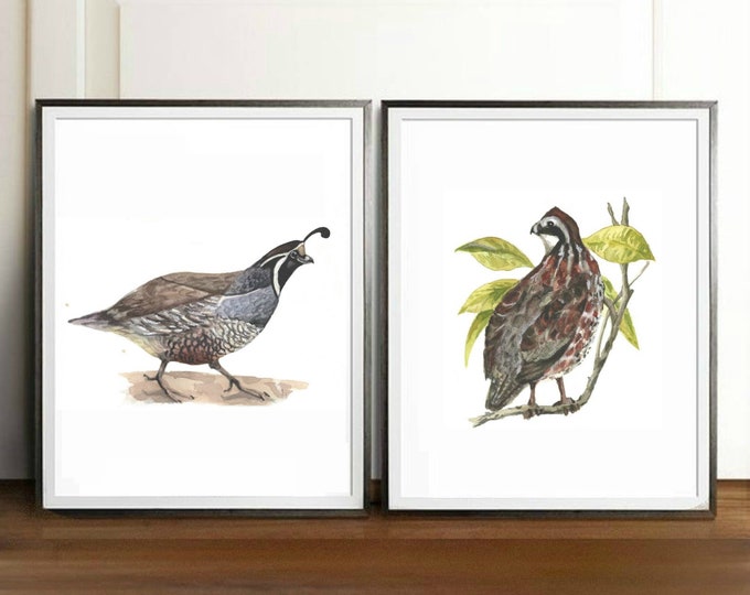 Quail of the United States Poster Print/field Guide - SIGNED BY ARTIST ...