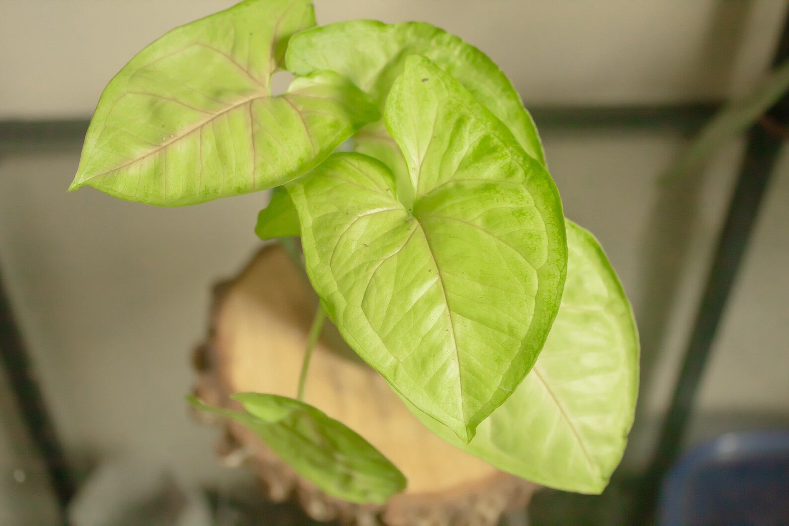 Berry Allusion Syngonium Nephthytis Arrowhead Plant | Etsy