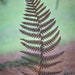Megaphylls Fern Leaf Sculpture - Etsy