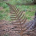 Megaphylls Fern Leaf Sculpture - Etsy