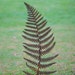 Megaphylls Fern Leaf Sculpture - Etsy