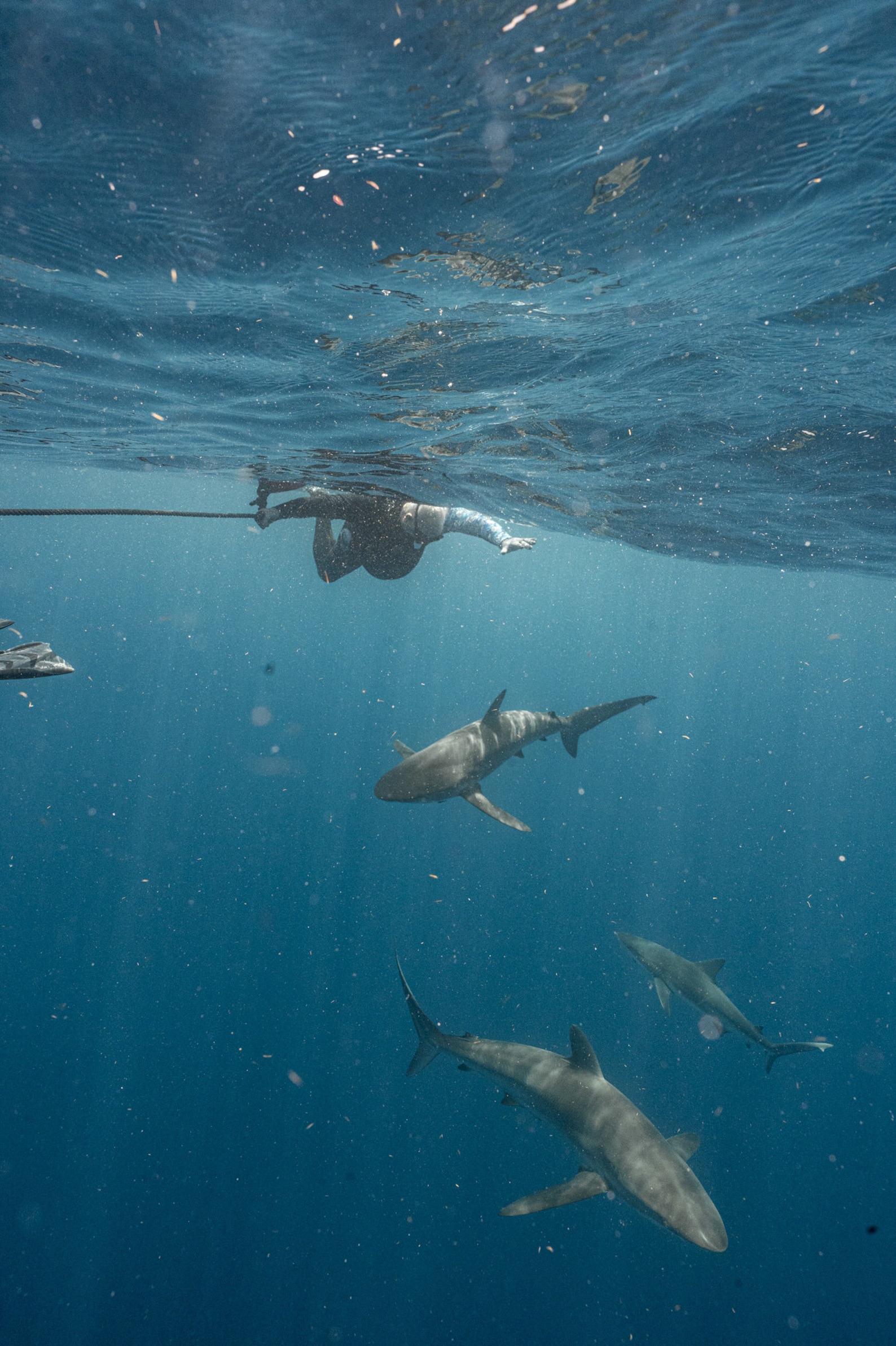 Make Yer Own Shark Art Kit Reef Shark - 8x10" - Etsy