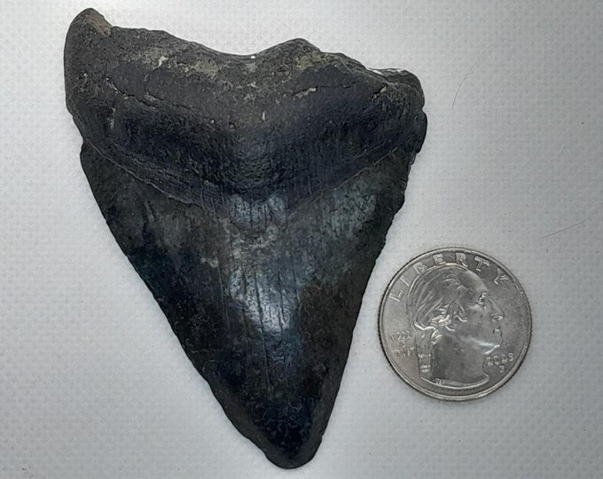 3.07" Fossilized Megalodon Shark Tooth, 100% Real, Not A Replica Plus a ...
