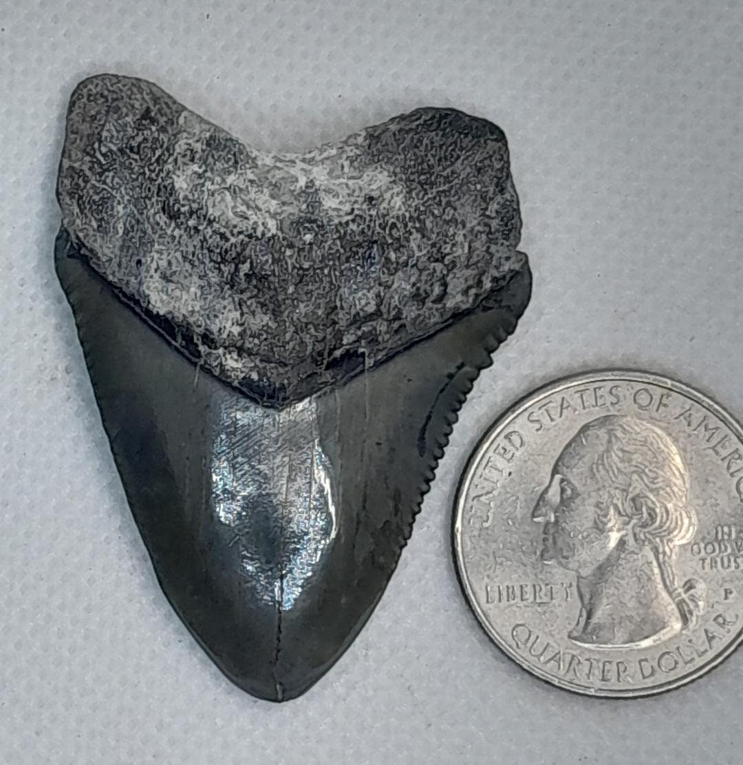 1.81" Fossilized Megalodon Shark Tooth, 100% Real, Not A Replica Plus a ...
