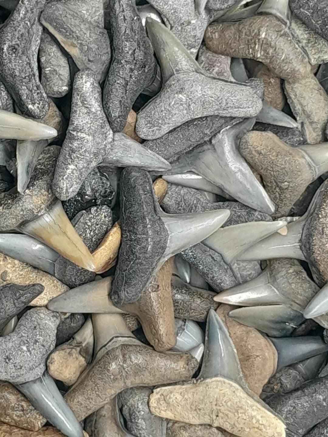 A Baker's Dozen of 3/4' Jewelry Grade Fossilized LEMON Shark Teeth + 1/ ...