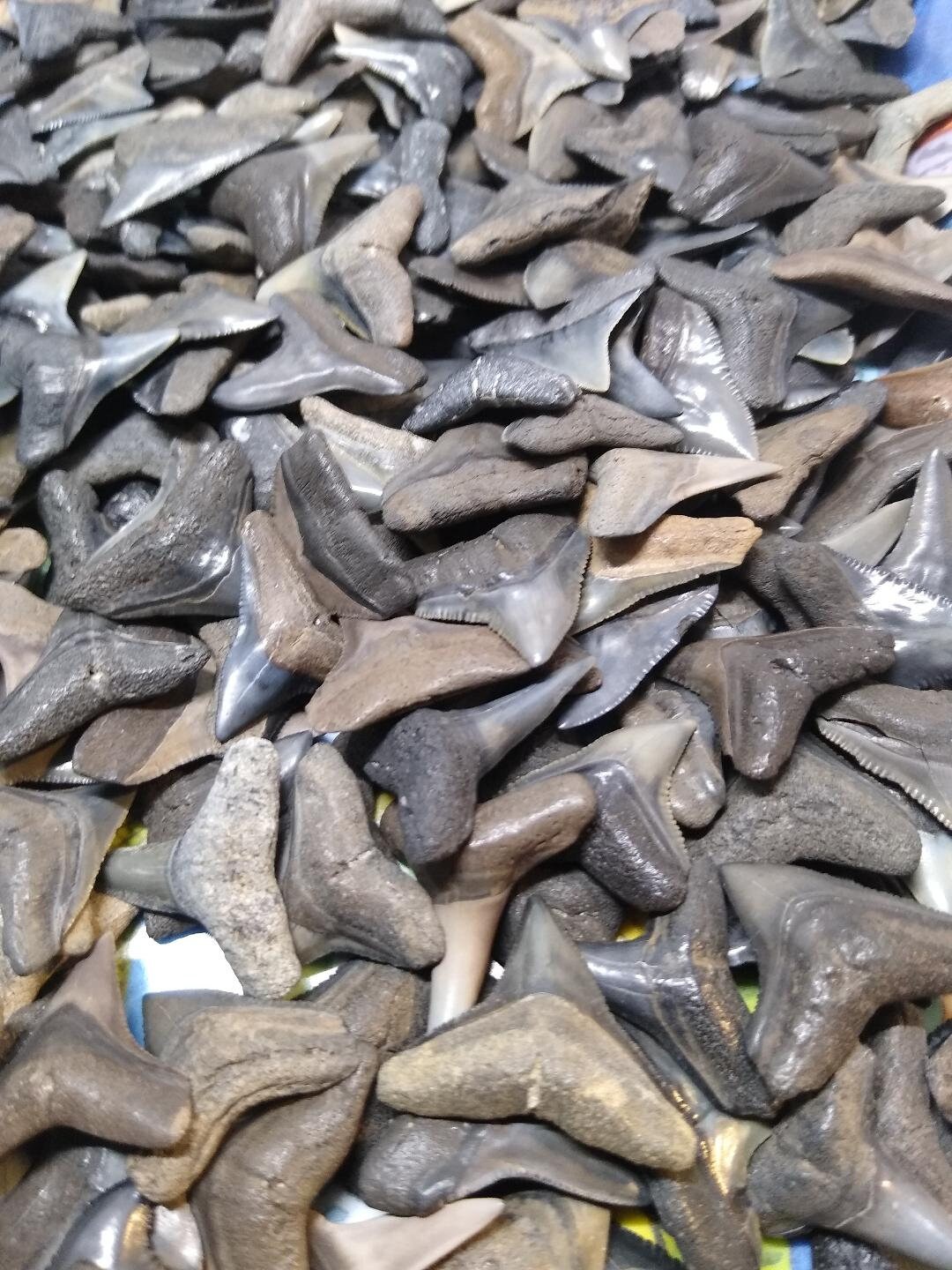 12 Large Fossilized Peace River/dive/landsite Shark Teeth+ 1/2" Shark ...