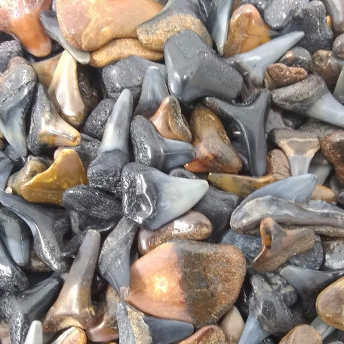 SHARK TEETH GALORE 2 1/4oz Approx 120 Shark Teeth | Etsy