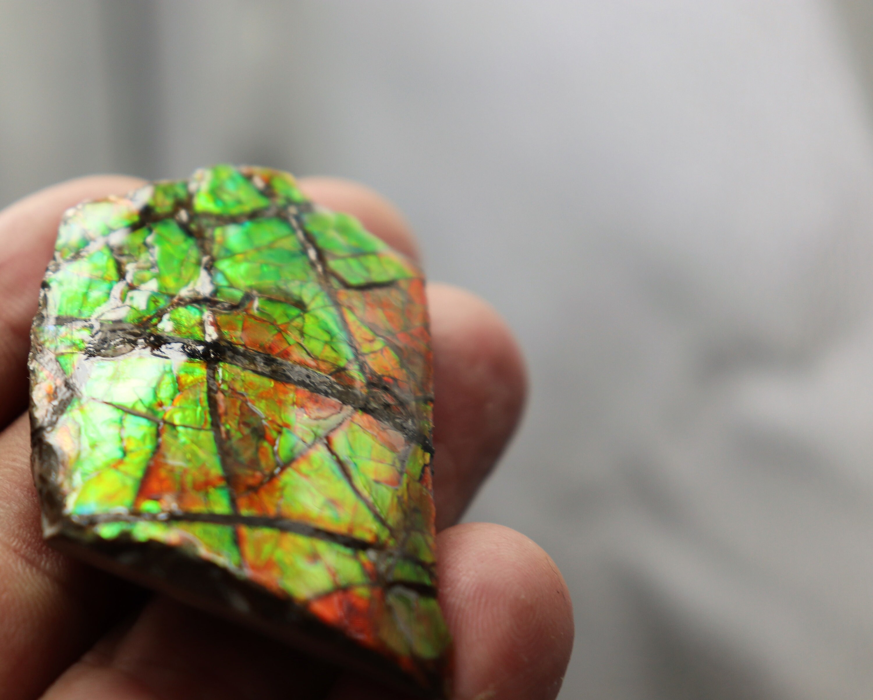 18 Large Ammolite Crystal Gemstone Canada Opal Ammonite | Etsy