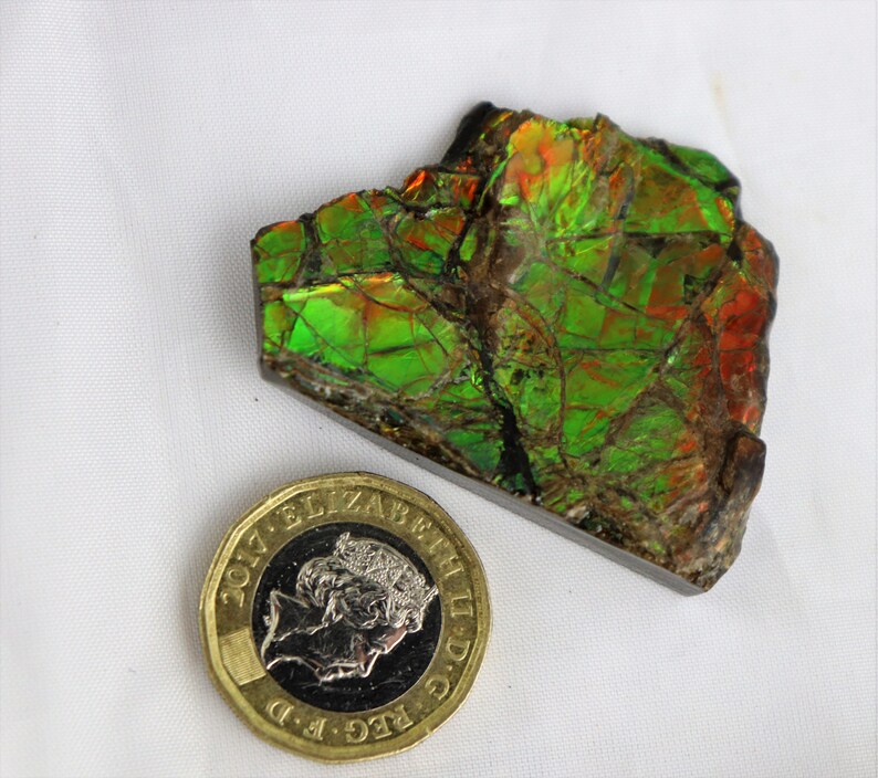 22 Large Ammolite Crystal Gemstone Canada Opal Ammonite - Etsy