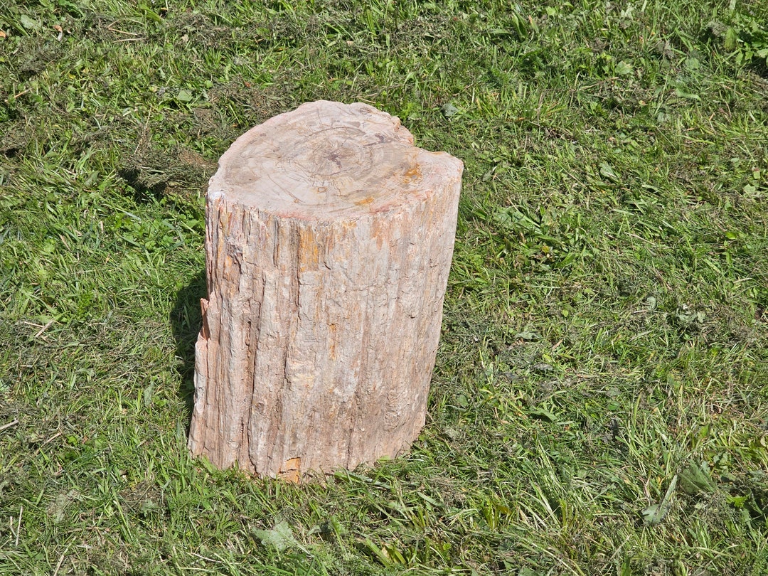 Large Petrified Fossil Wood Stump - Etsy