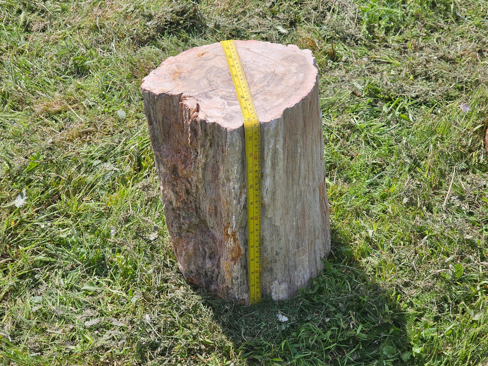 Large Petrified Fossil Wood Stump - Etsy