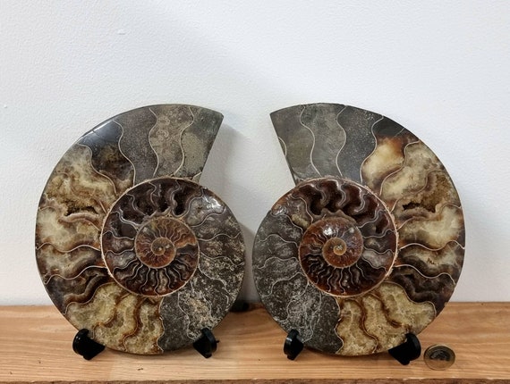 36 Large Ammonite Fossil Pair - Etsy Australia