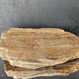 Fossil Wood Quartz Crystal Druze Rare Petrified Wood Germany (#8) - Etsy