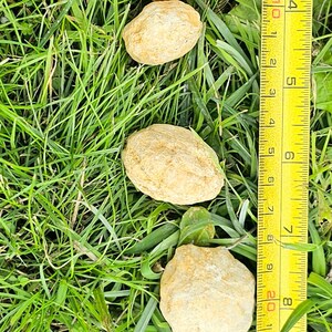 Unbroken Quartz Crystal Geodes - Etsy