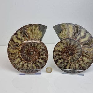 15) Large Ammonite Fossil Pair - Etsy