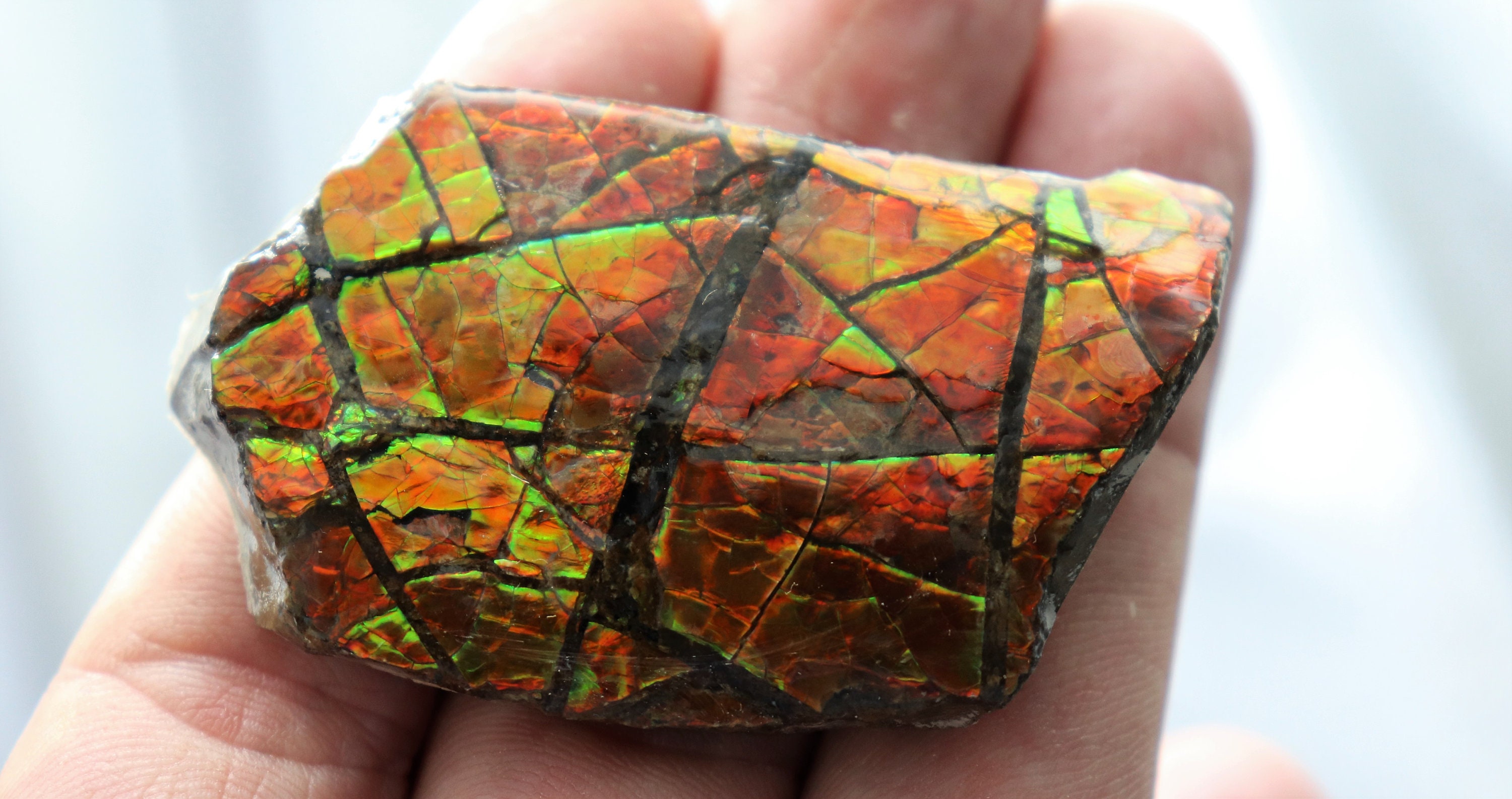 18) Large Ammolite Crystal Gemstone Canada ~ Opal Ammonite Fossil - Etsy