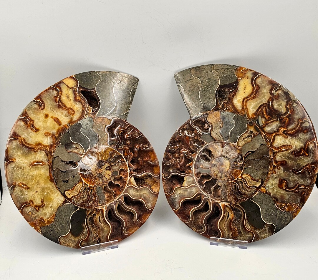 Extra Large Ammonite Fossil Pair 4.2KG - Etsy