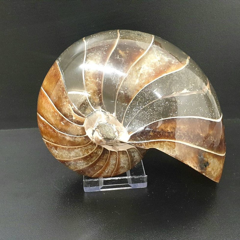 Large Nautilus Shell - Etsy