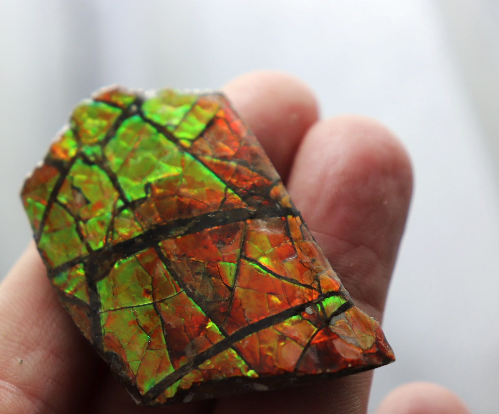 18 Large Ammolite Crystal Gemstone Canada Opal Ammonite | Etsy