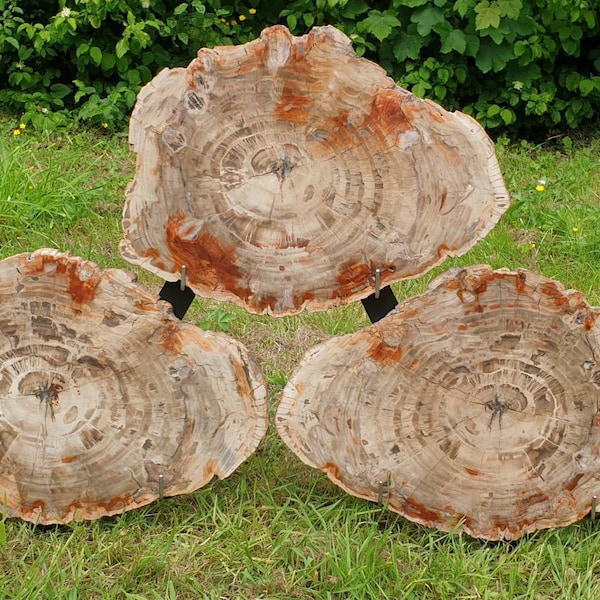 Large Wood Slices - Etsy