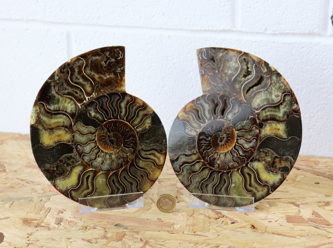 9) Large Ammonite Fossil Pair - Etsy