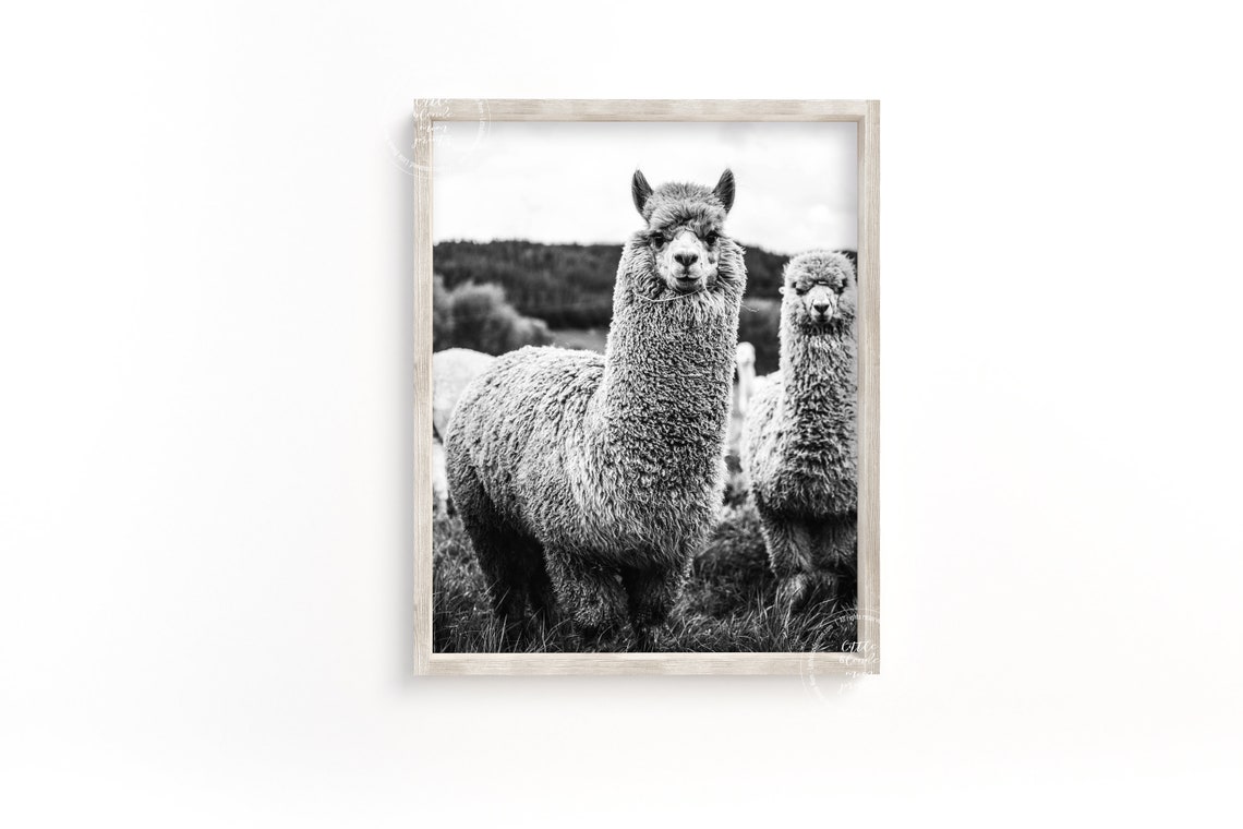 Llama Poster Print Farmhouse Decor Animal Wall Art Farm - Etsy