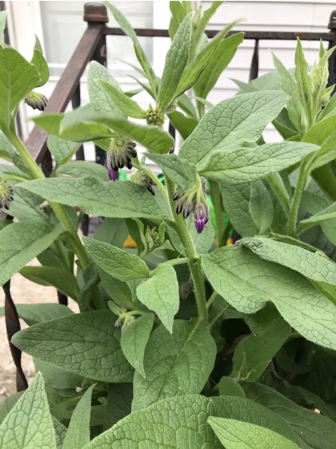Comfrey Roots - Etsy