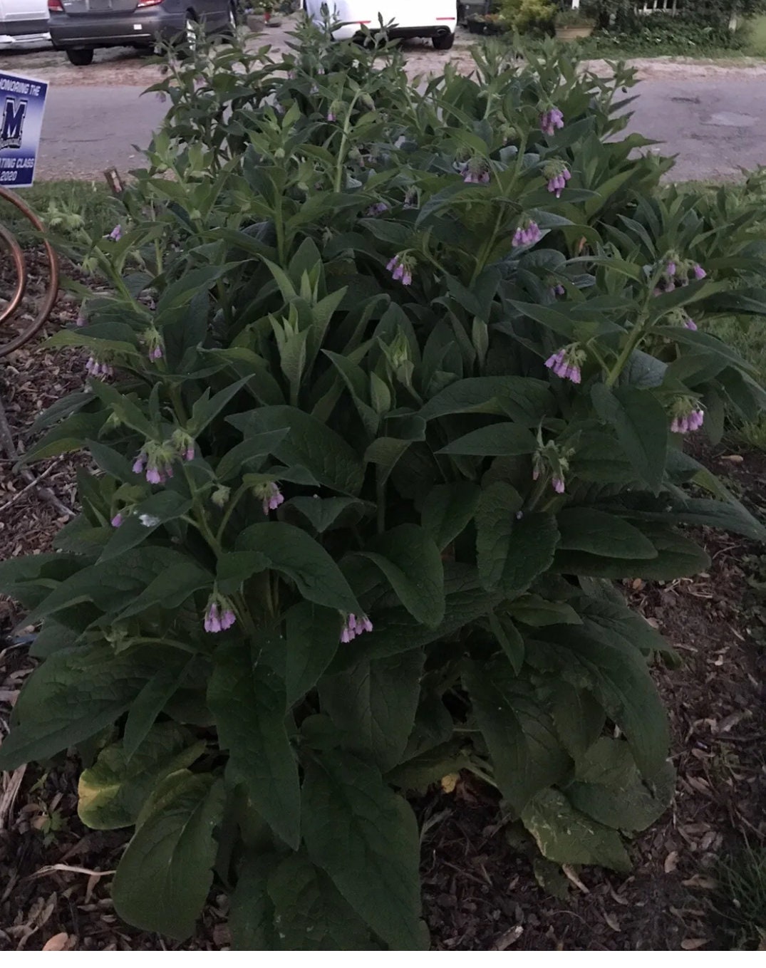 Comfrey Roots - Etsy