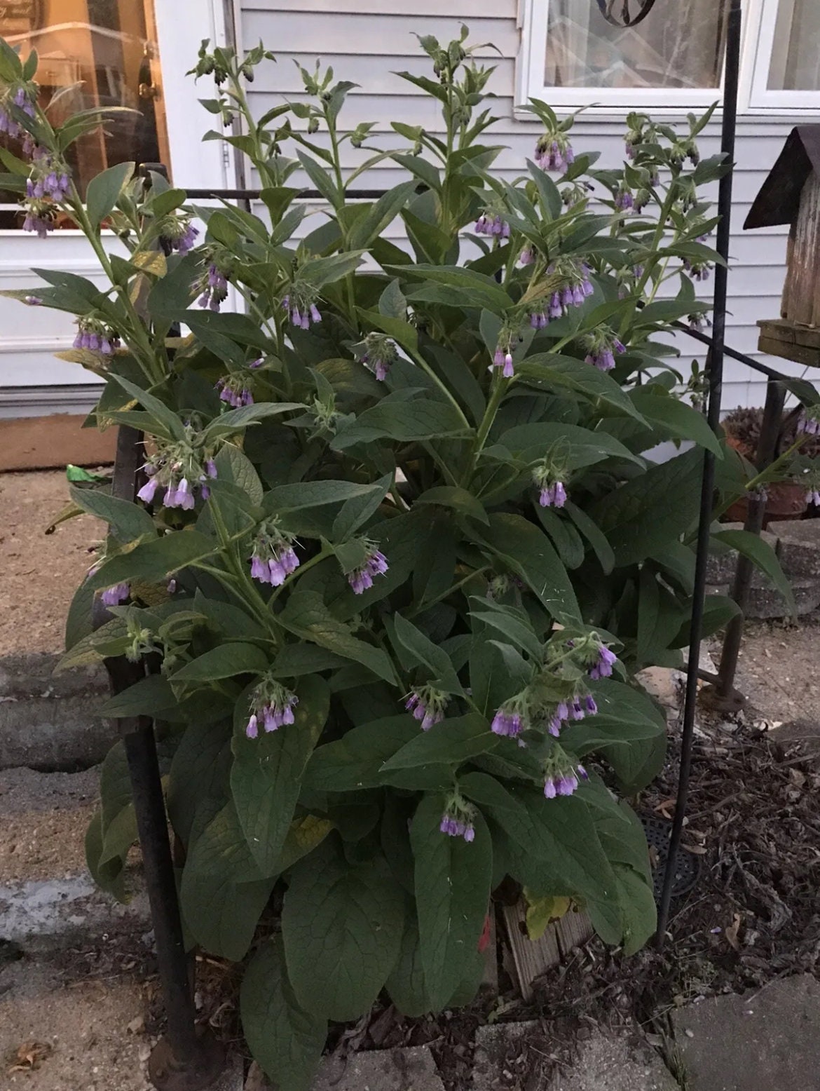Comfrey Roots - Etsy