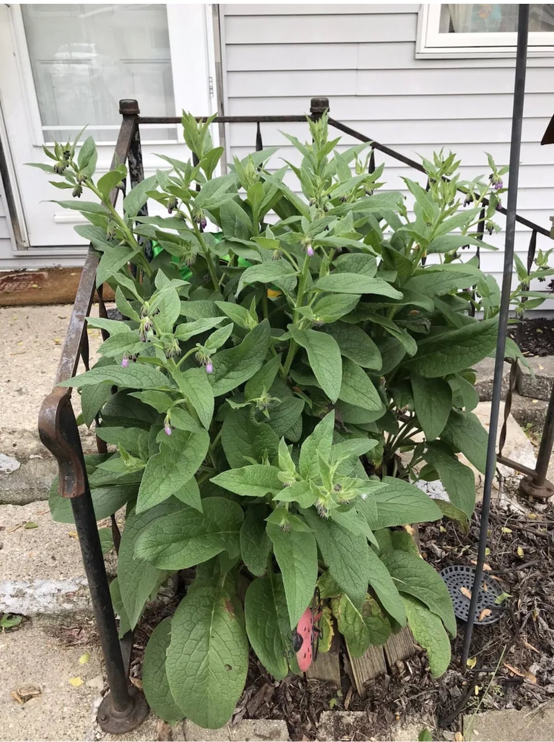 Comfrey Roots - Etsy