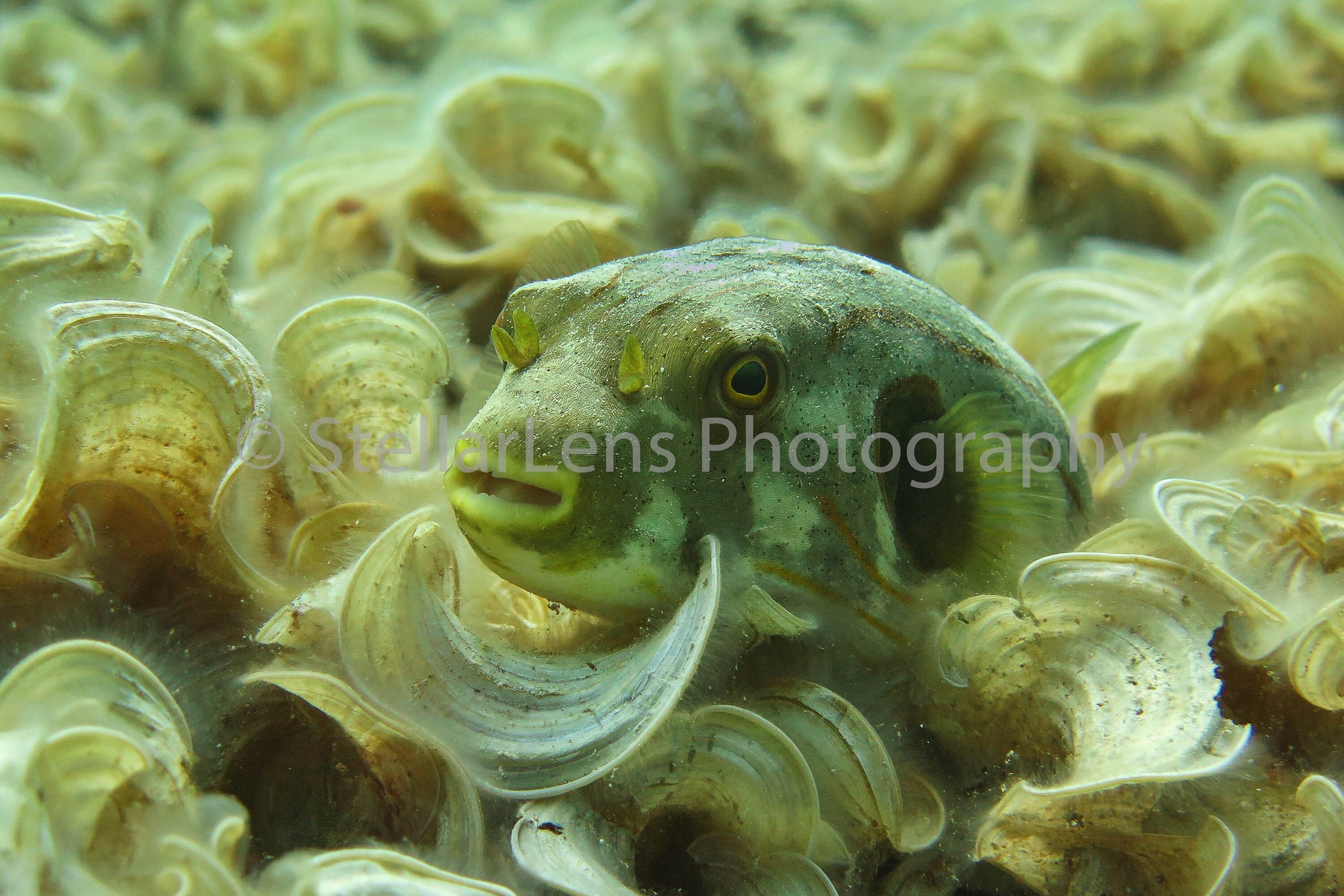 Pufferfish Print - Puffer Fish Art - Puffer Fish Poster - Sealife ...