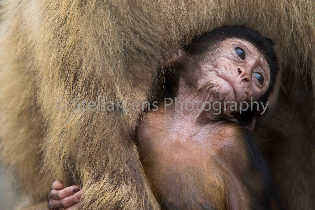 Monkey Gift - Monkey Print - Monkey Poster - Monkey Wall Art - Monkey ...