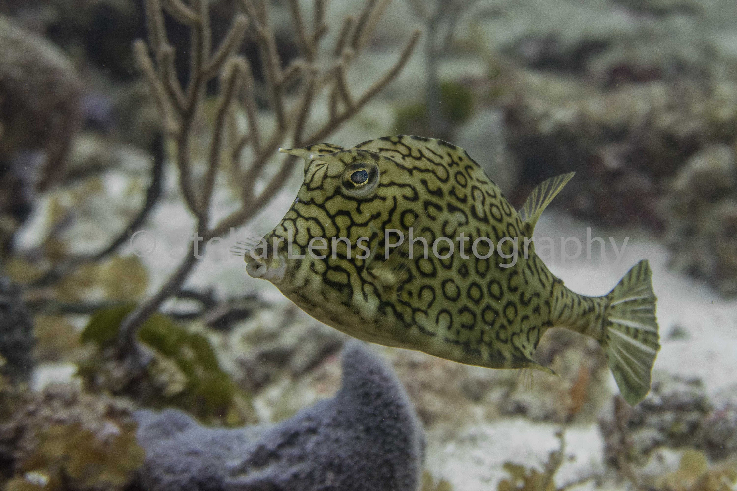 Cowfish Print - Underwater Photography - Underwater Wall Art - Scuba ...